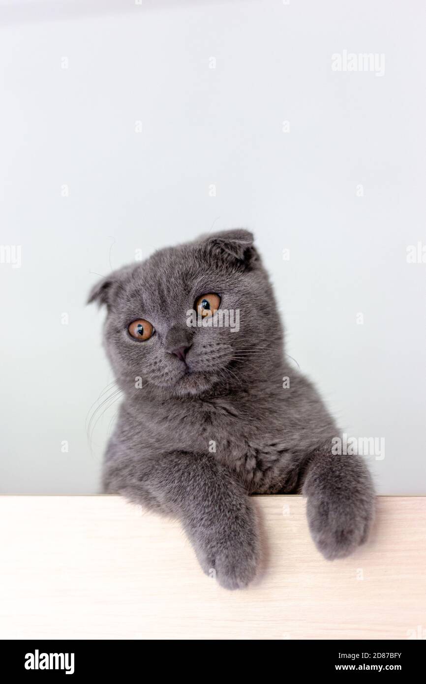 Scottish fold gray cat with fluffy paws Stock Photo - Alamy