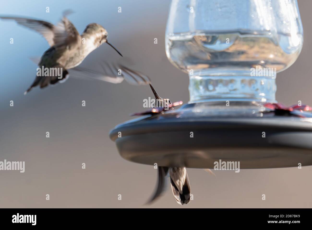 Two hummingbirds face-off over territory Stock Photo - Alamy