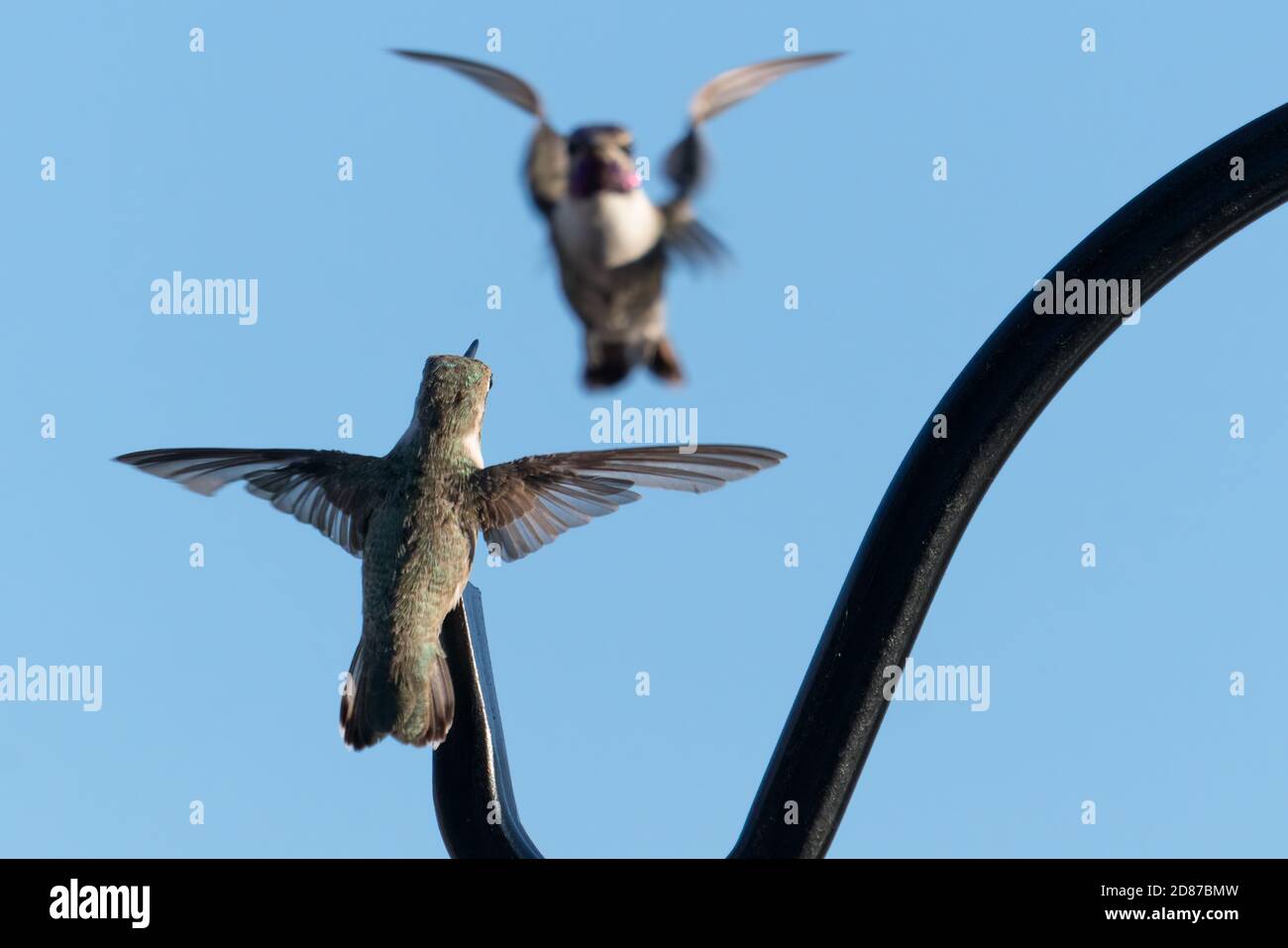 Two hummingbirds face-off over territory Stock Photo - Alamy