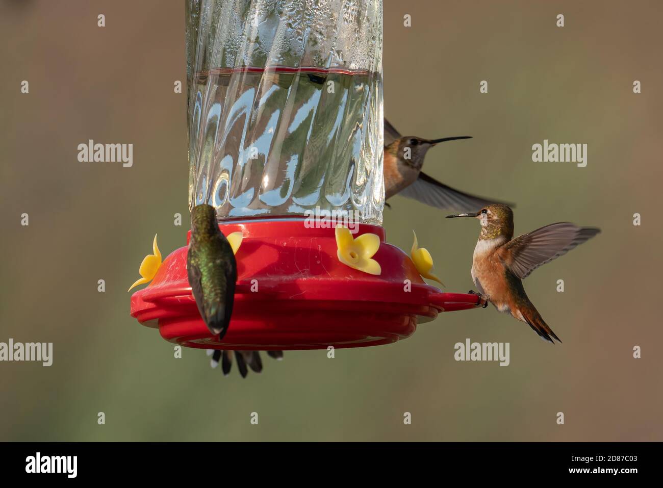 Multiple hummingbirds at a feeder Stock Photo - Alamy