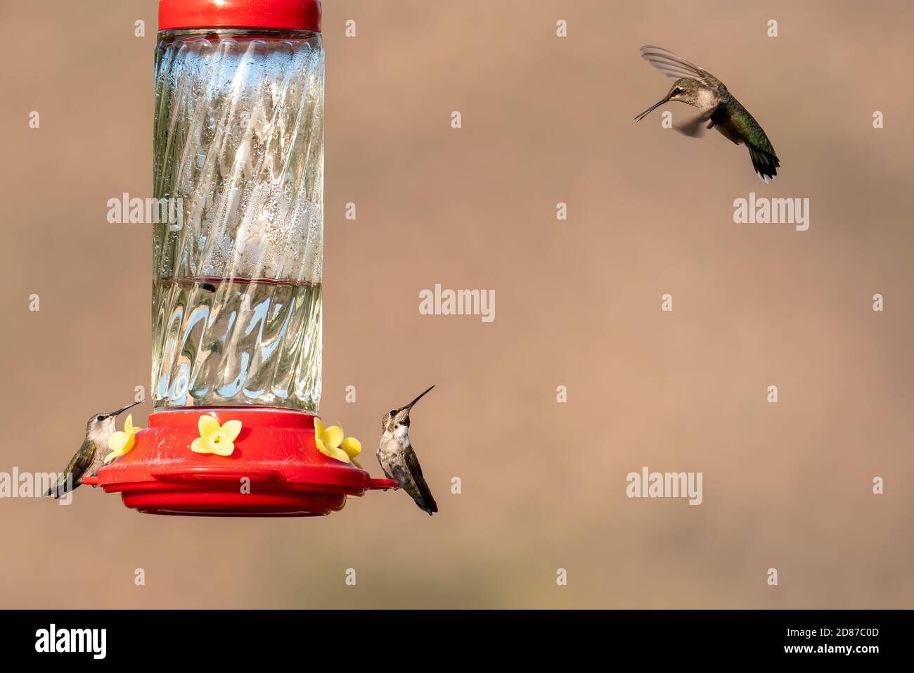 Two hummingbirds perched at a feeder look up as a third hummingbird ...