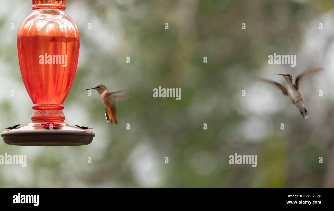 One Rufous hummingbird about to land at a feeder as another hummer ...