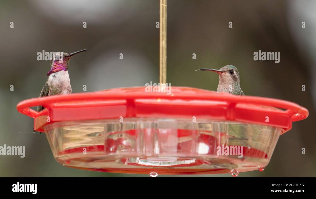 Closeup image of one male Costa's and one young female Broadbill ...