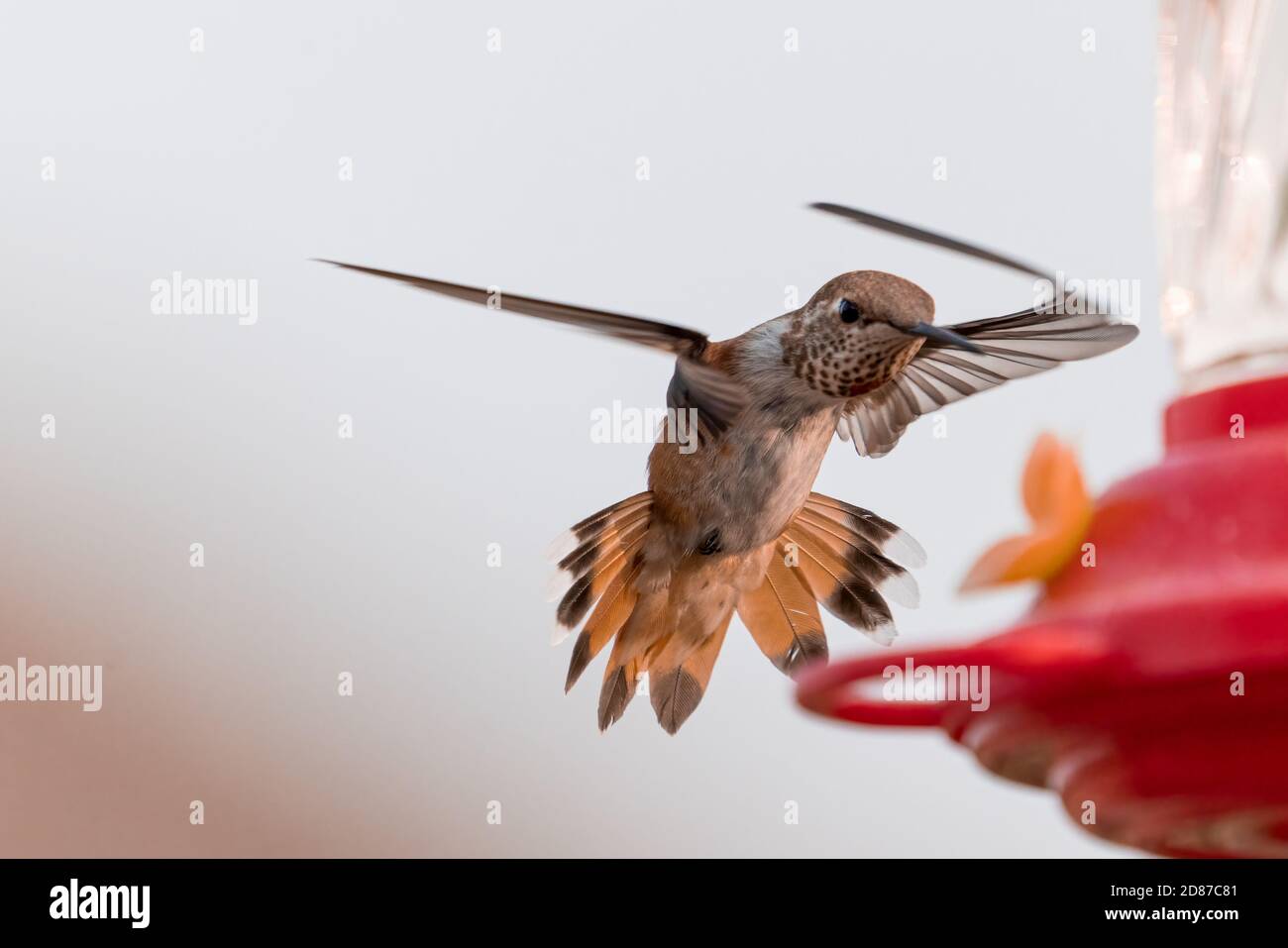 One Rufous hummingbird zooming toward the camera, tail feathers splayed ...