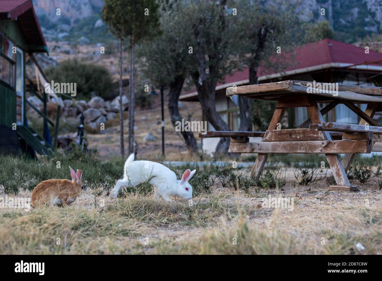 Two rabbits. Red and white rabbit near an old wooden house in the ...