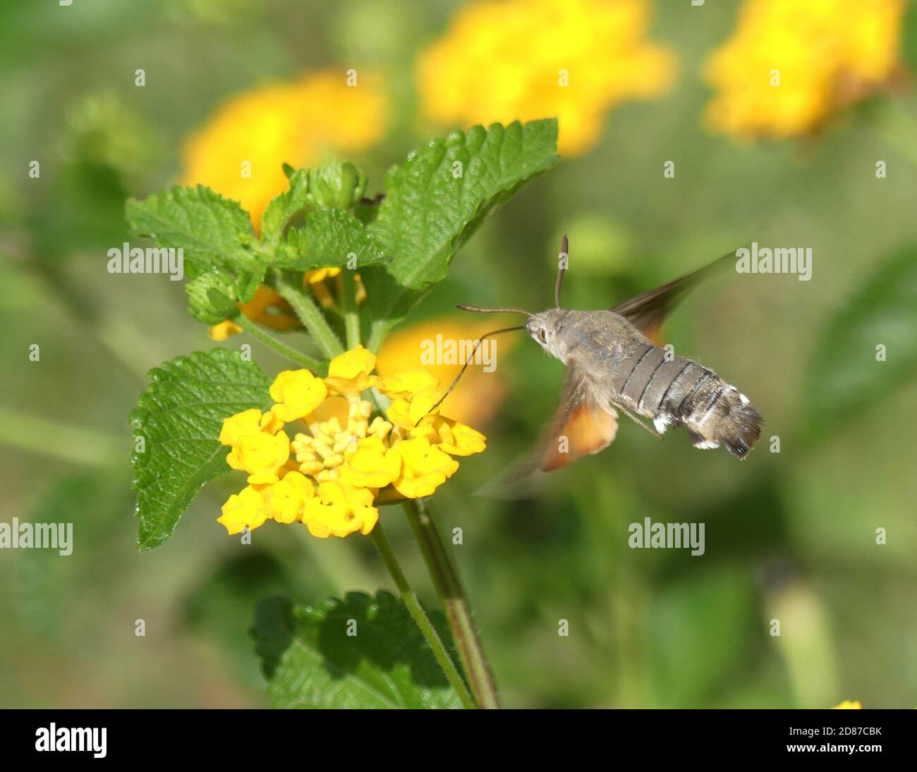 Cruciatus High Resolution Stock Photography and Images - Alamy