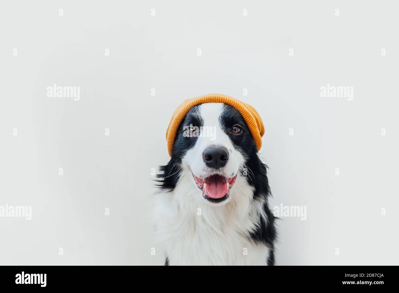 Funny studio portrait of cute smiling puppy dog border collie wearing ...
