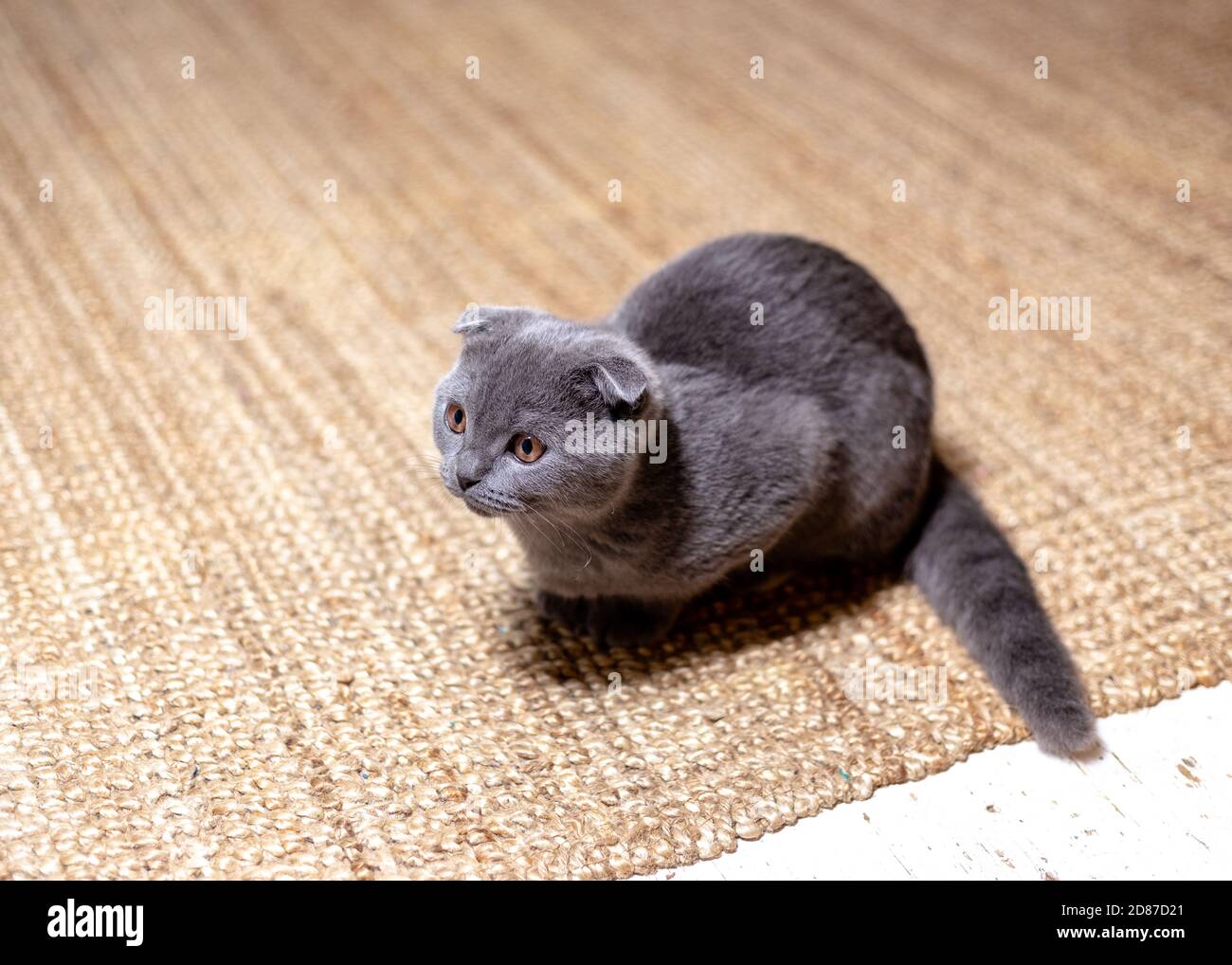 Scottish fold gray cat with fluffy paws Stock Photo - Alamy