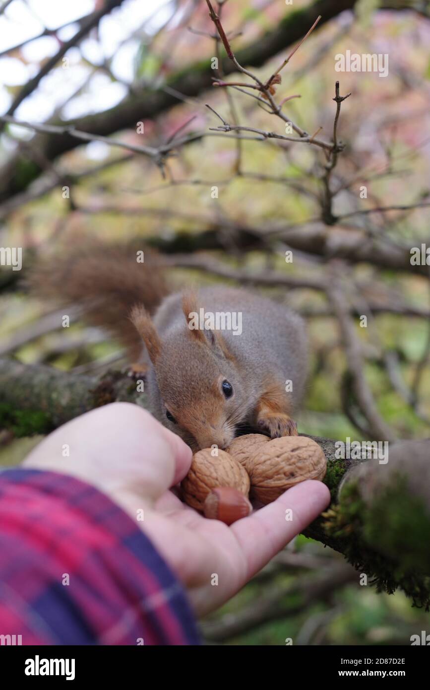 Norwegian squirrel hi-res stock photography and images - Alamy