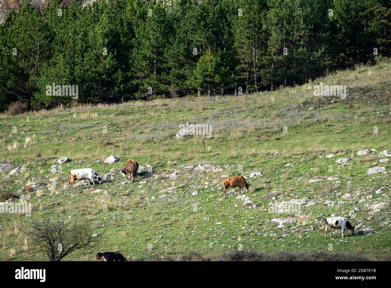 Miniature shepherd cattle cows autumn shades sunrays rocky hillside ...