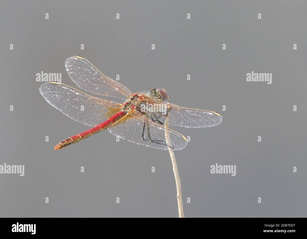 RED-VEINED DARTER DRAGONFLY Sympetrum fonscolombil photographed in ...