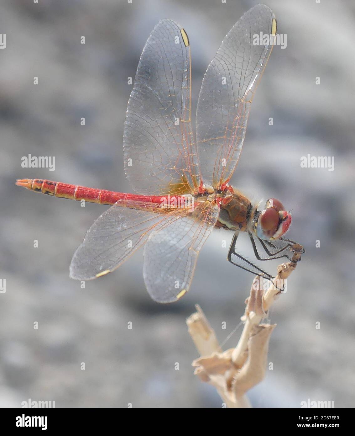 RED-VEINED DARTER DRAGONFLY Sympetrum fonscolombil photographed in ...