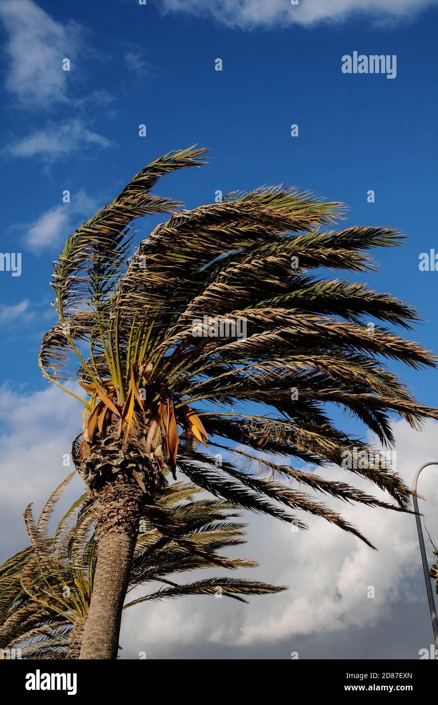Palm Tree Blowing In The Wind Stock Photo - Alamy