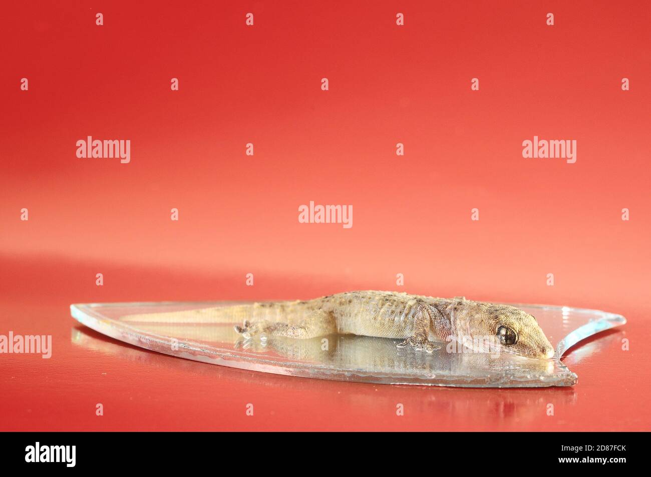 Small Gecko Lizard and Mirror Stock Photo - Alamy