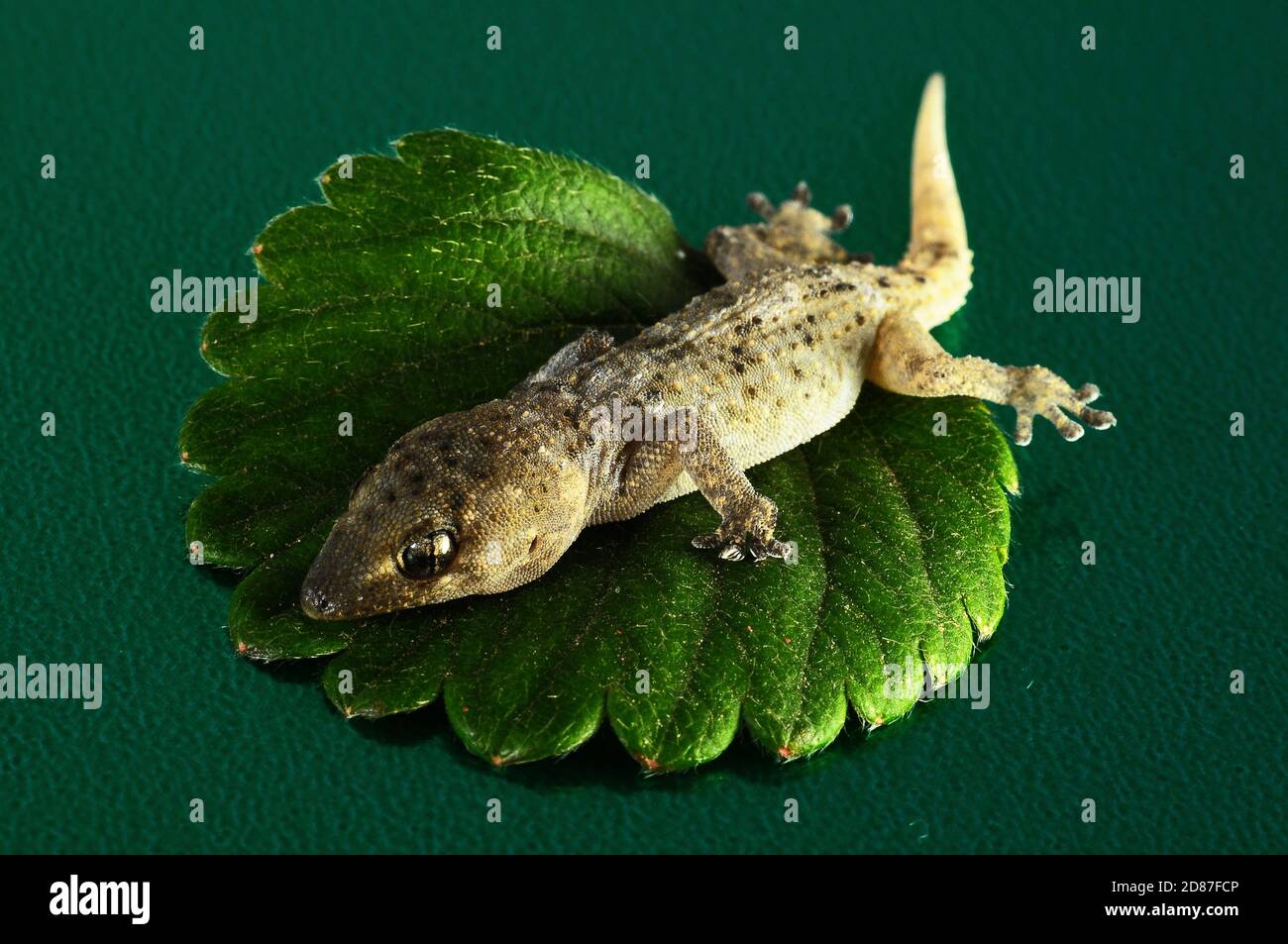 Gecko Lizard and Leaf Stock Photo - Alamy