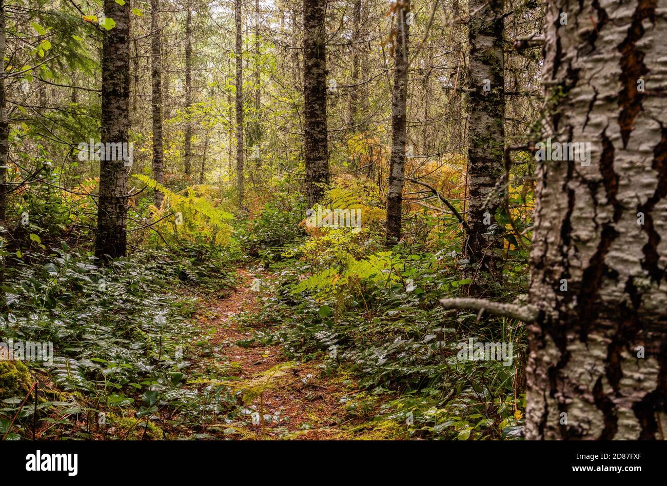 A secluded path deep in the woods Stock Photo - Alamy