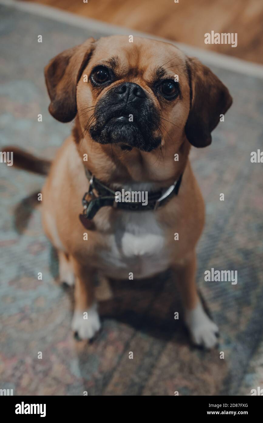 High angle view portrait of a puggle sitting on a floor at home ...