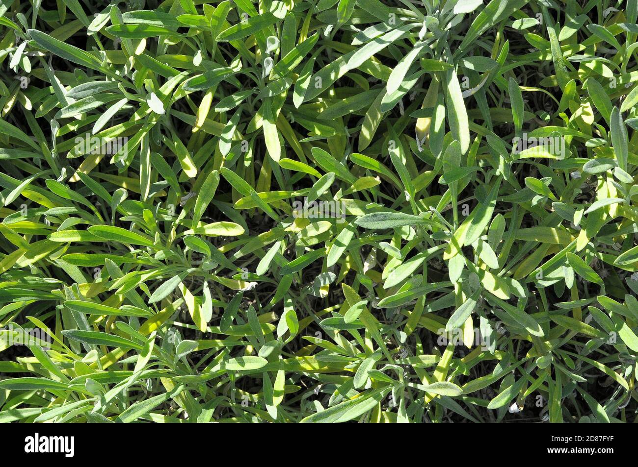 Grass Leaf Texture