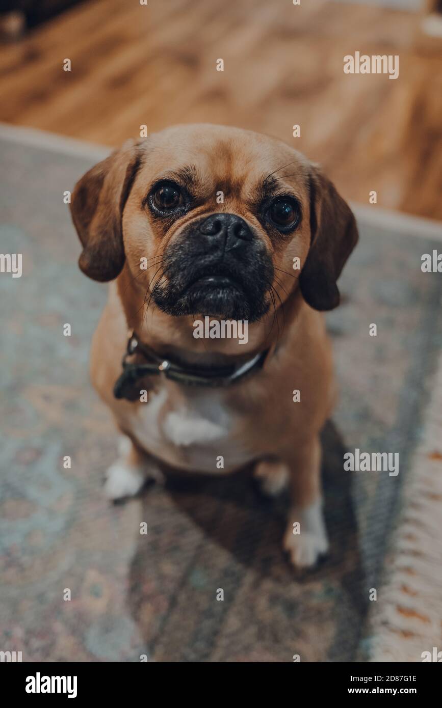 High angle view portrait of a puggle sitting on a floor at home ...