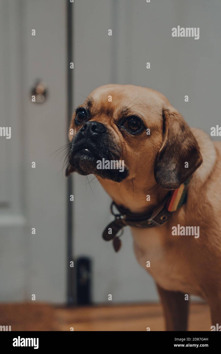 Close up portrait of a puggle with a rainbow heart on the collar ...