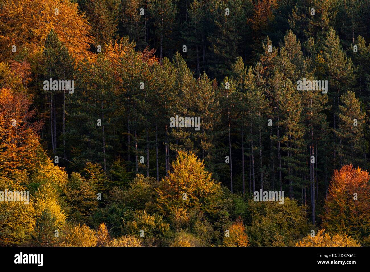 Autumn colorful forest side top view trees season rural scene bulgaria ...