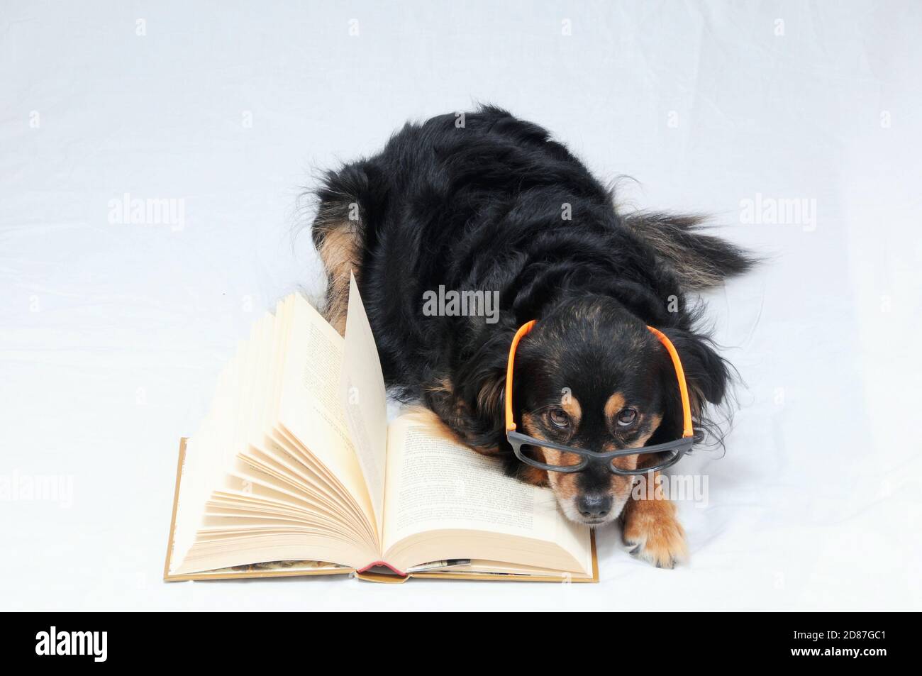 Smart dog studying old books hi-res stock photography and images - Alamy