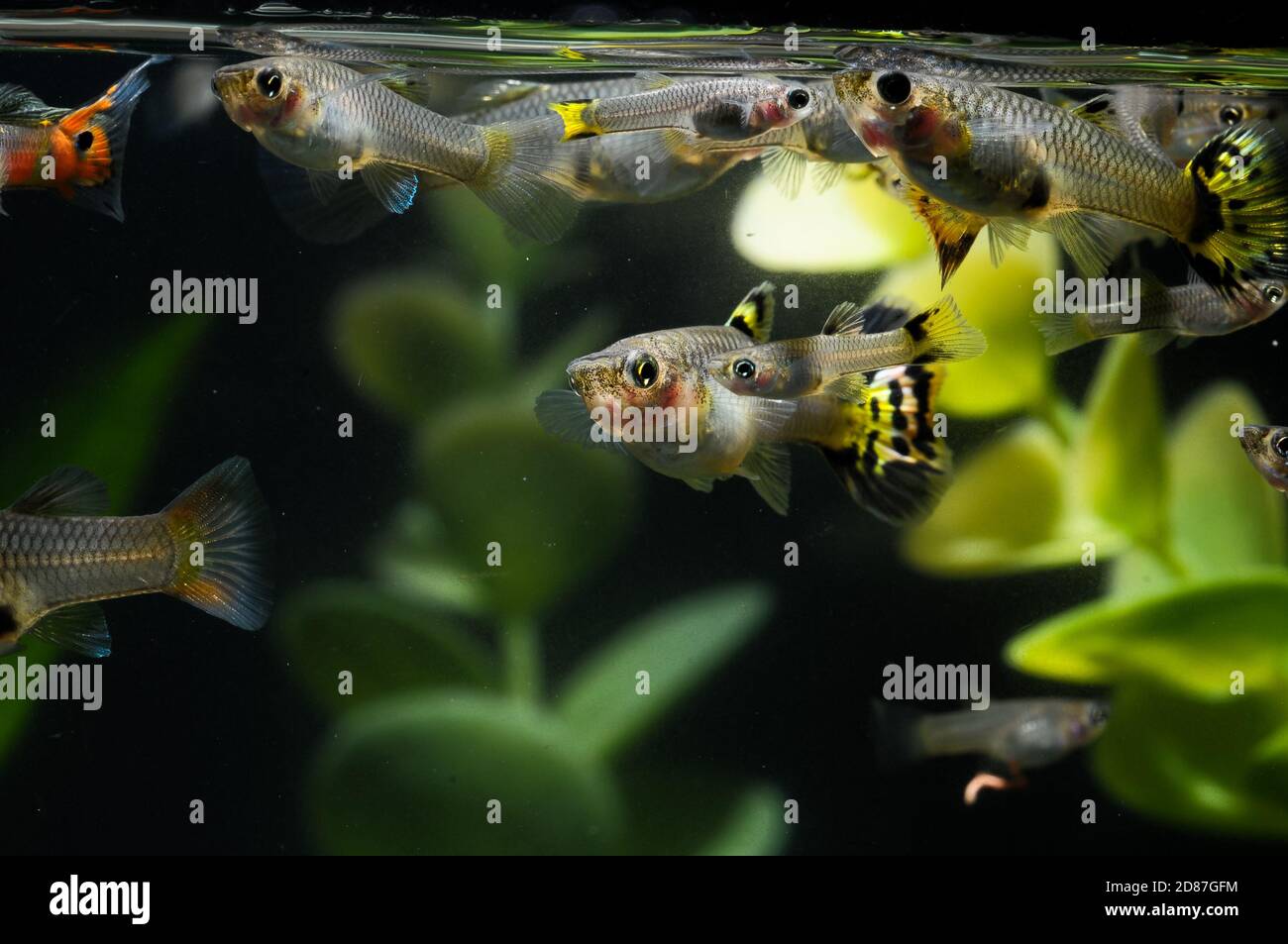 Guppy Multi Colored Fish Stock Photo - Alamy