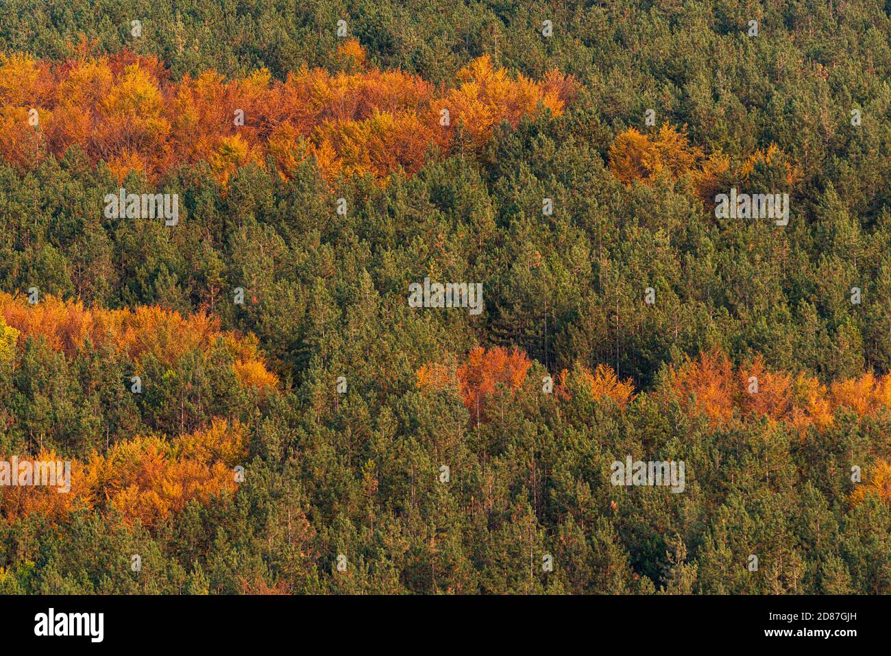 Autumn colorful forest side top view trees season rural scene bulgaria ...