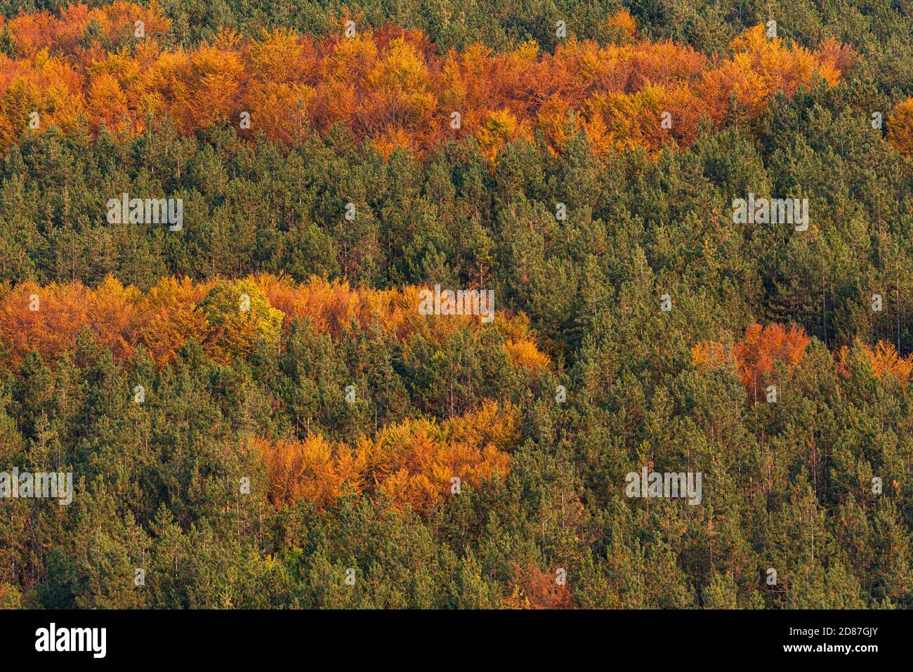 Autumn colorful forest side top view trees season rural scene bulgaria ...