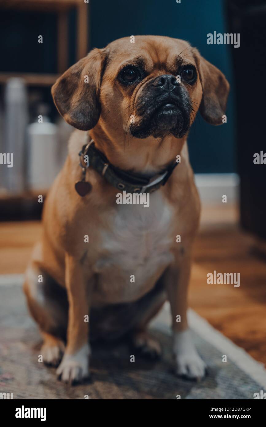 Full body portrait of a serious looking puggle sitting on a floor at ...