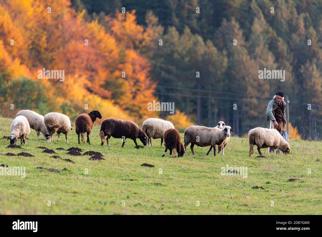 Bulgarian rural scene landscape sheep shepherd on autumn colorful trees ...