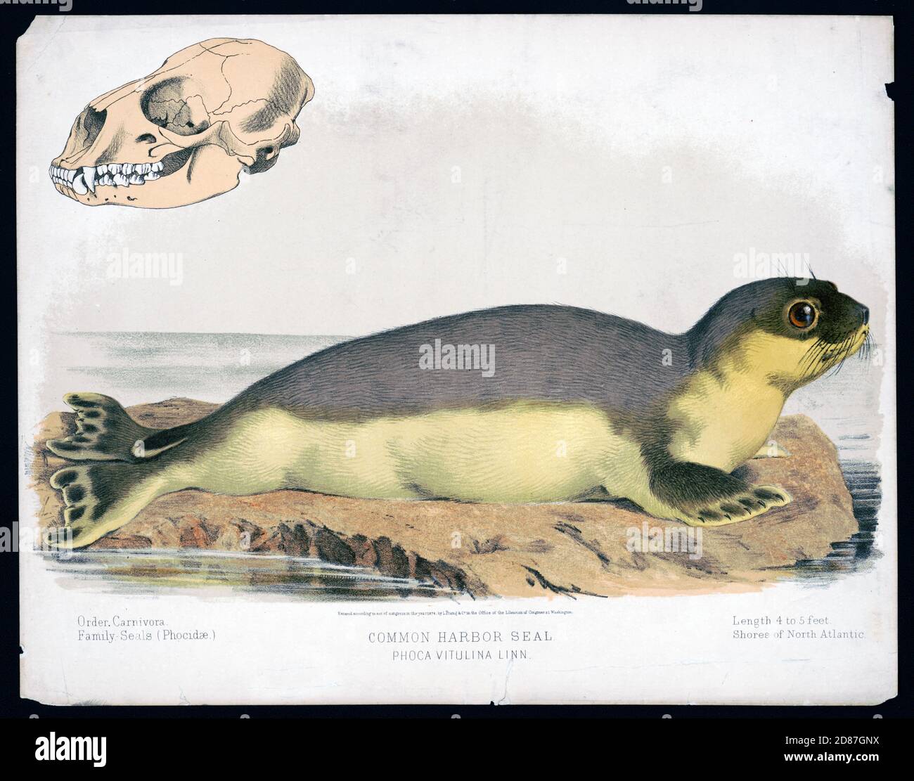 Seal skull hi-res stock photography and images - Alamy