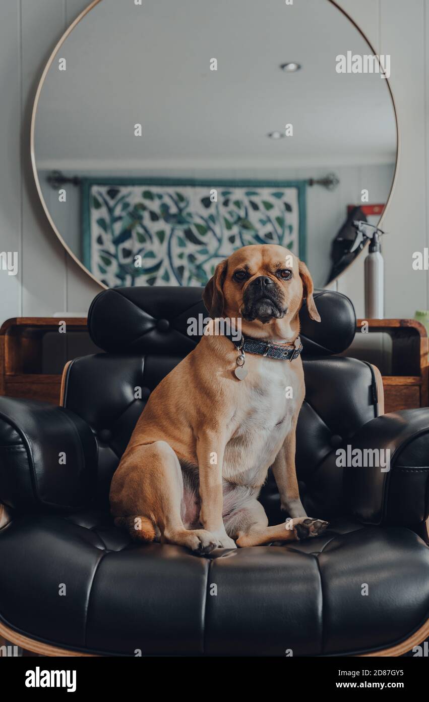 Portrait of a cute puggle dog sitting in a black leather chair at home ...