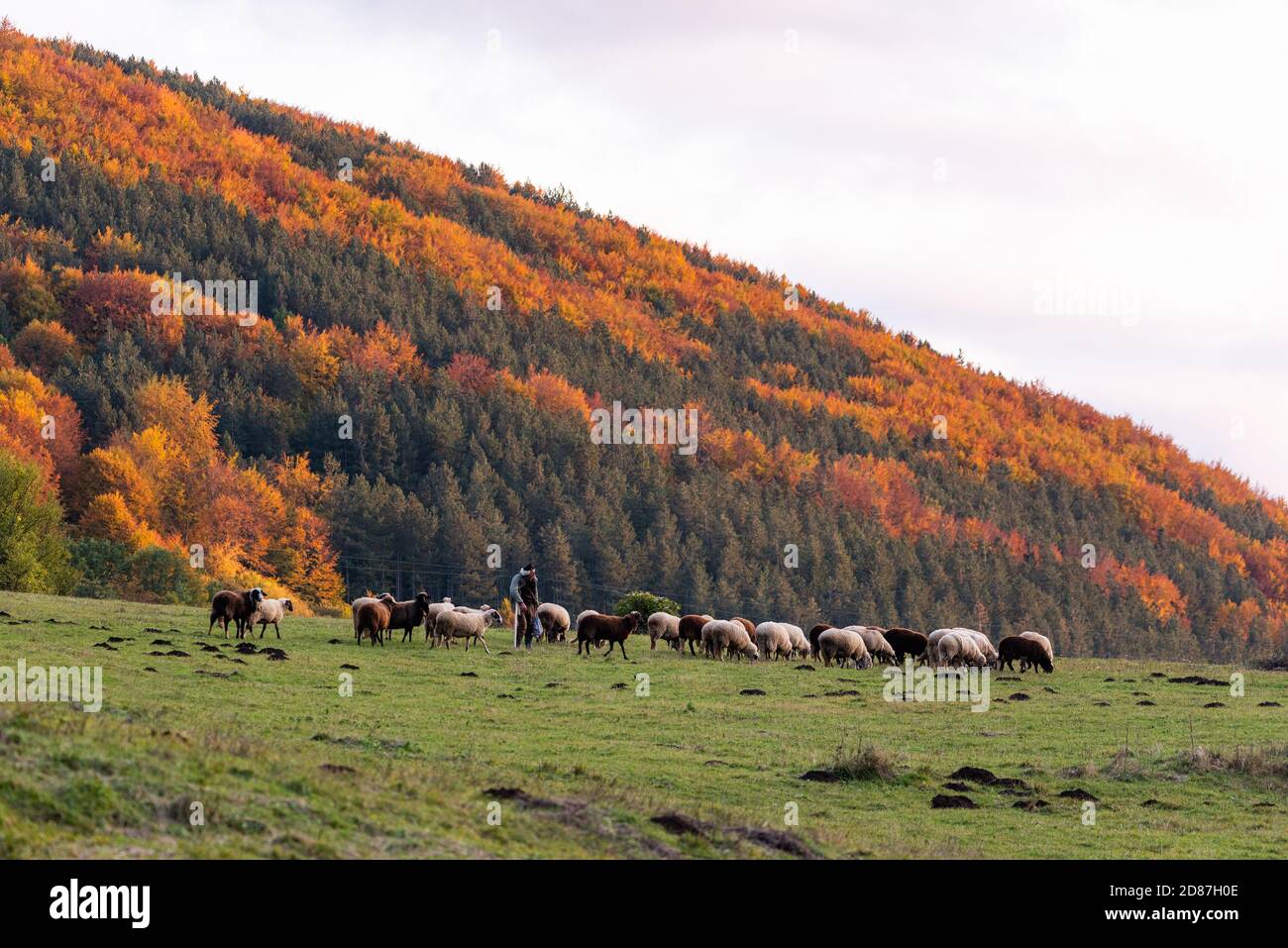 Bulgarian rural scene landscape sheep shepherd on autumn colorful trees ...