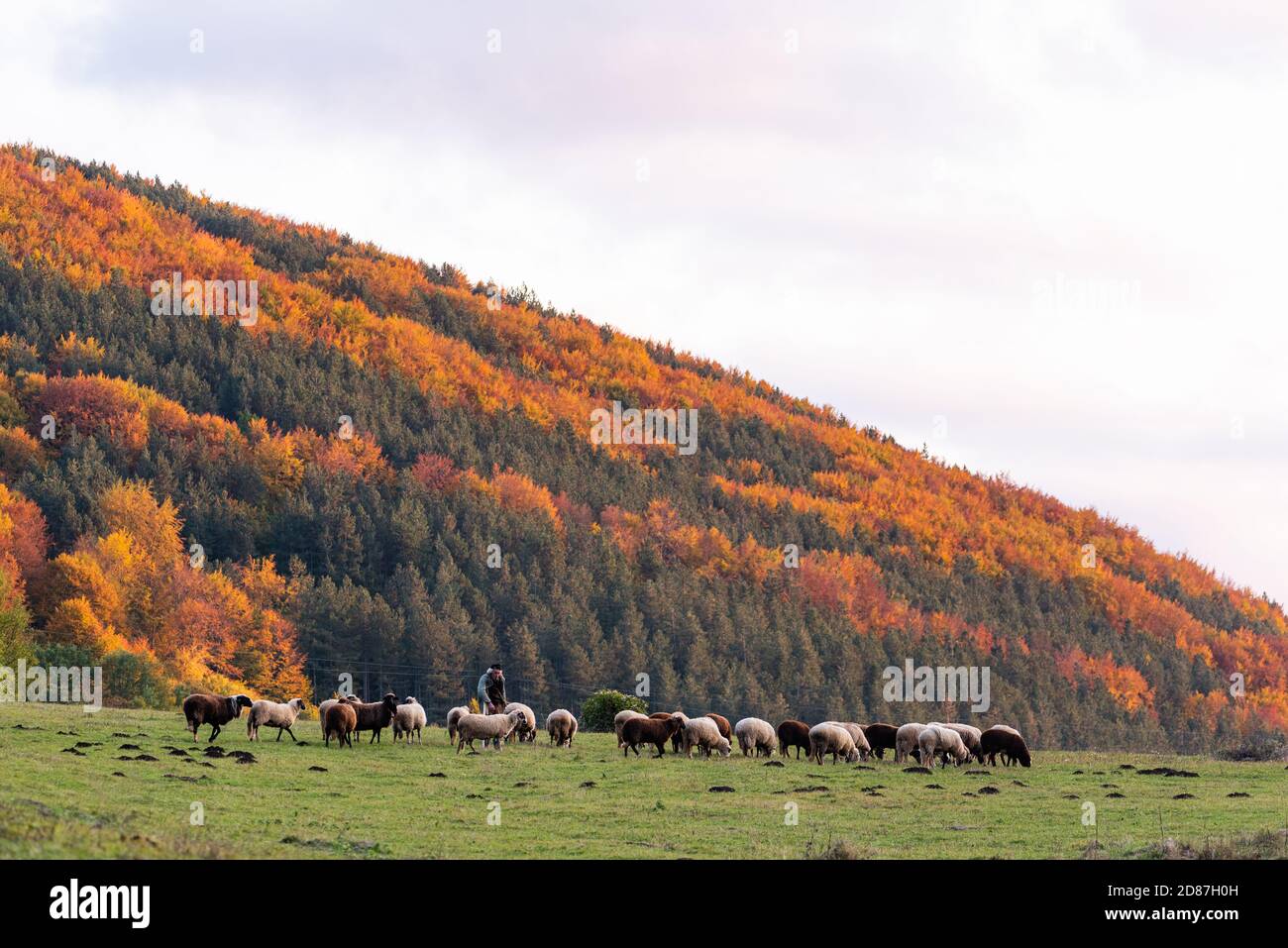 Bulgarian rural scene landscape sheep shepherd on autumn colorful trees ...