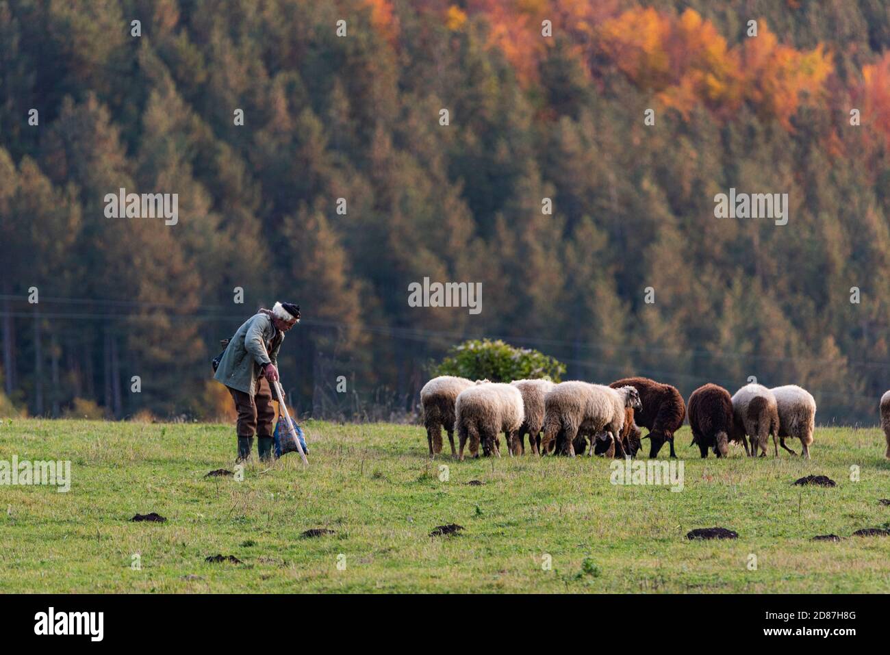 Sheep with shepherd on hill mountain field autumn isolated sharp focus ...