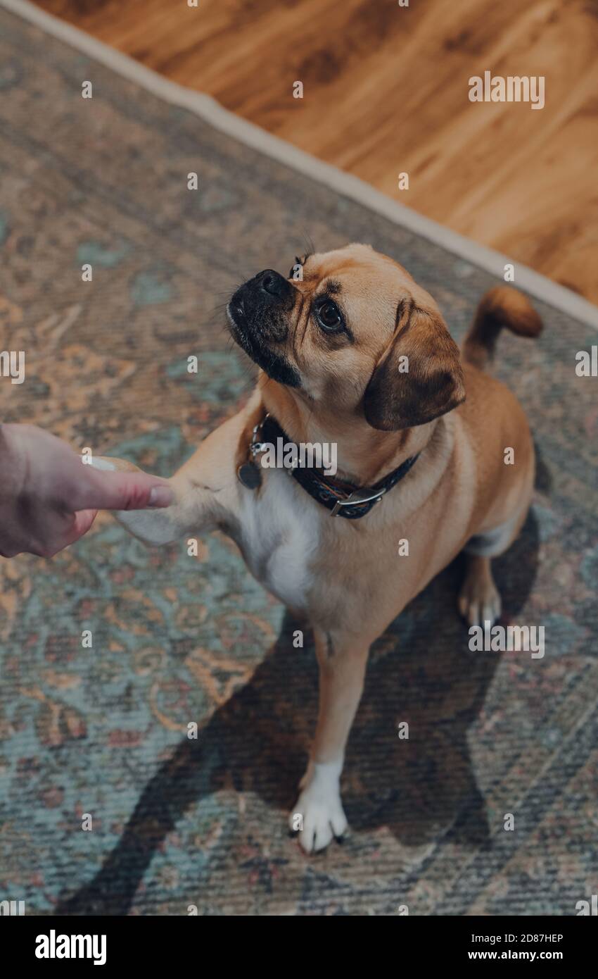Puggle dog sitting on the floor at home, giving paw to his owner ...