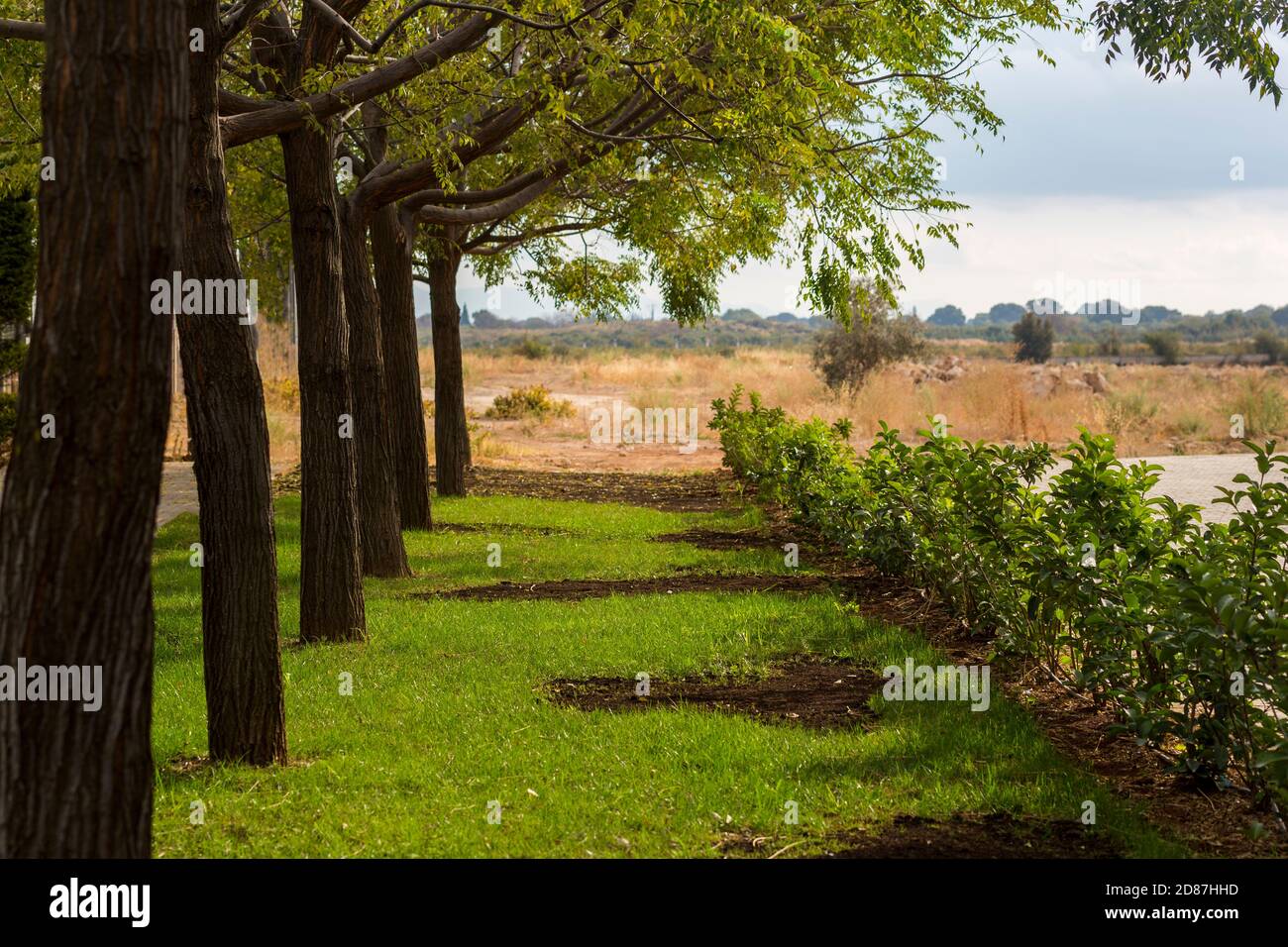 trees lined up side by side grass Stock Photo - Alamy