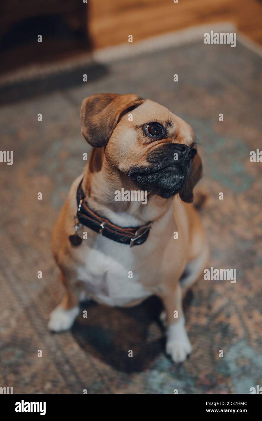 High angle view portrait of a puggle sitting on the floor listening to ...