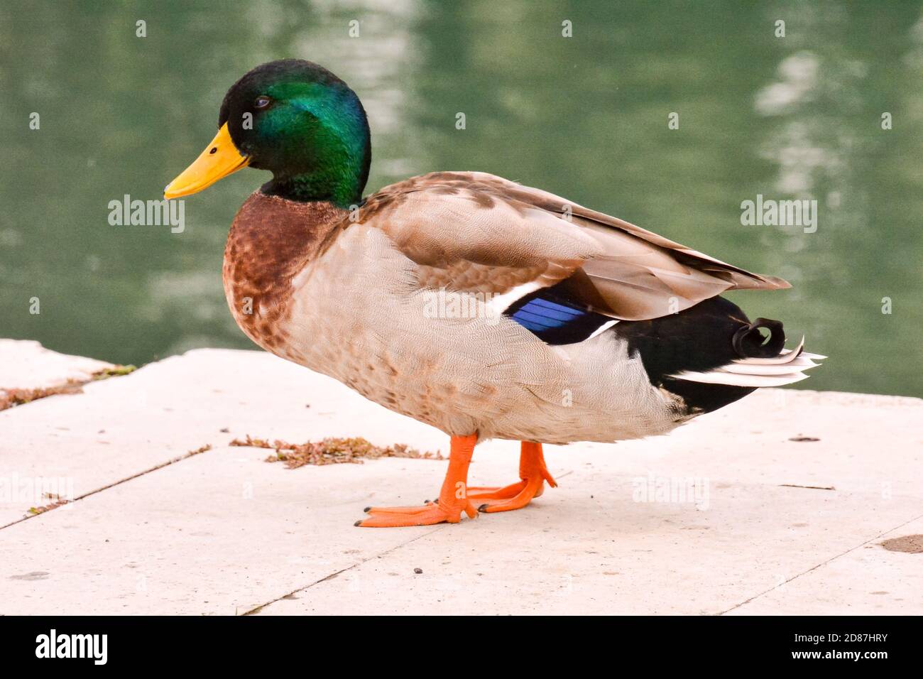 Water Bird Duck Stock Photo - Alamy