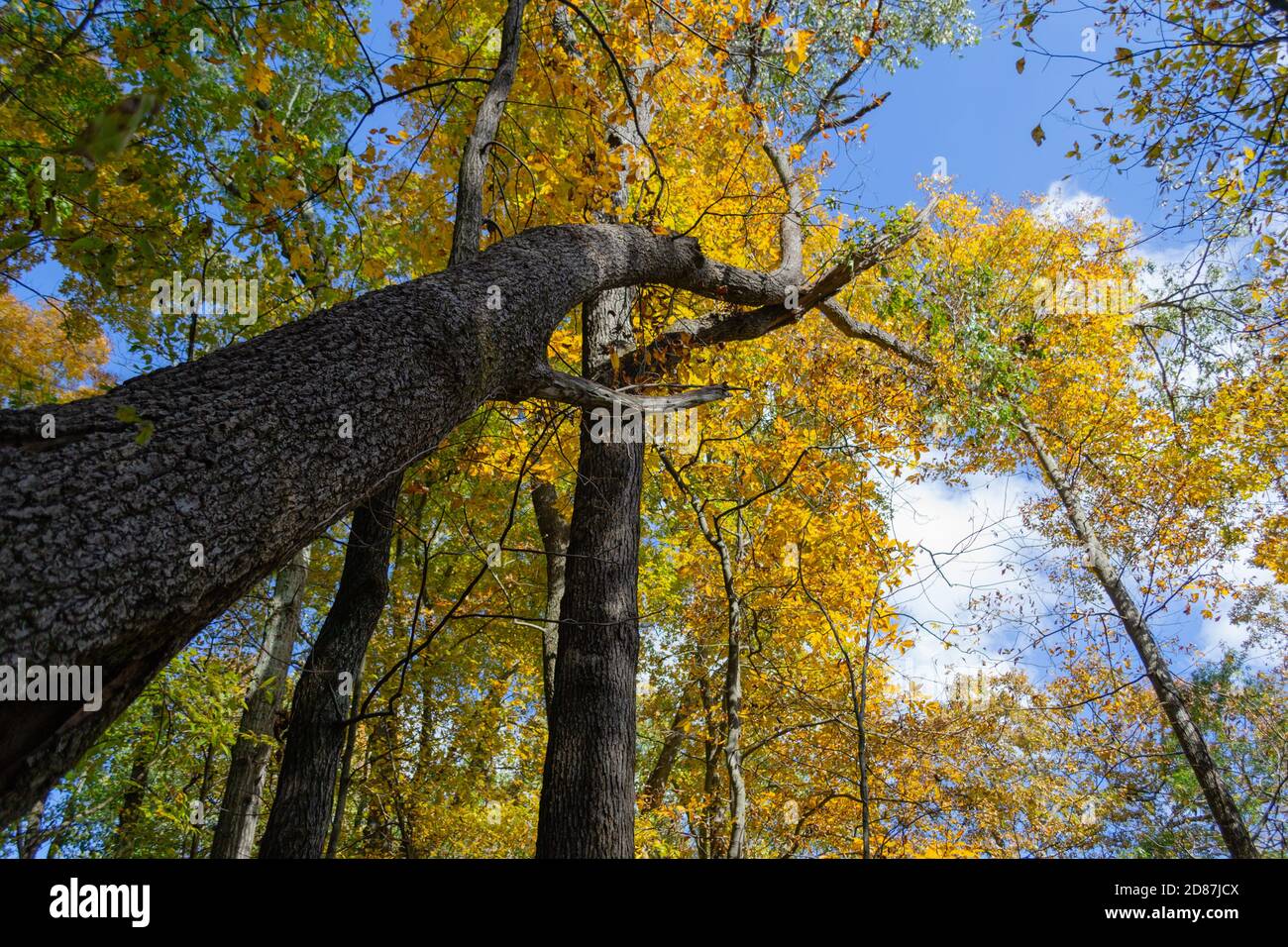 Tears of trees hi-res stock photography and images - Alamy