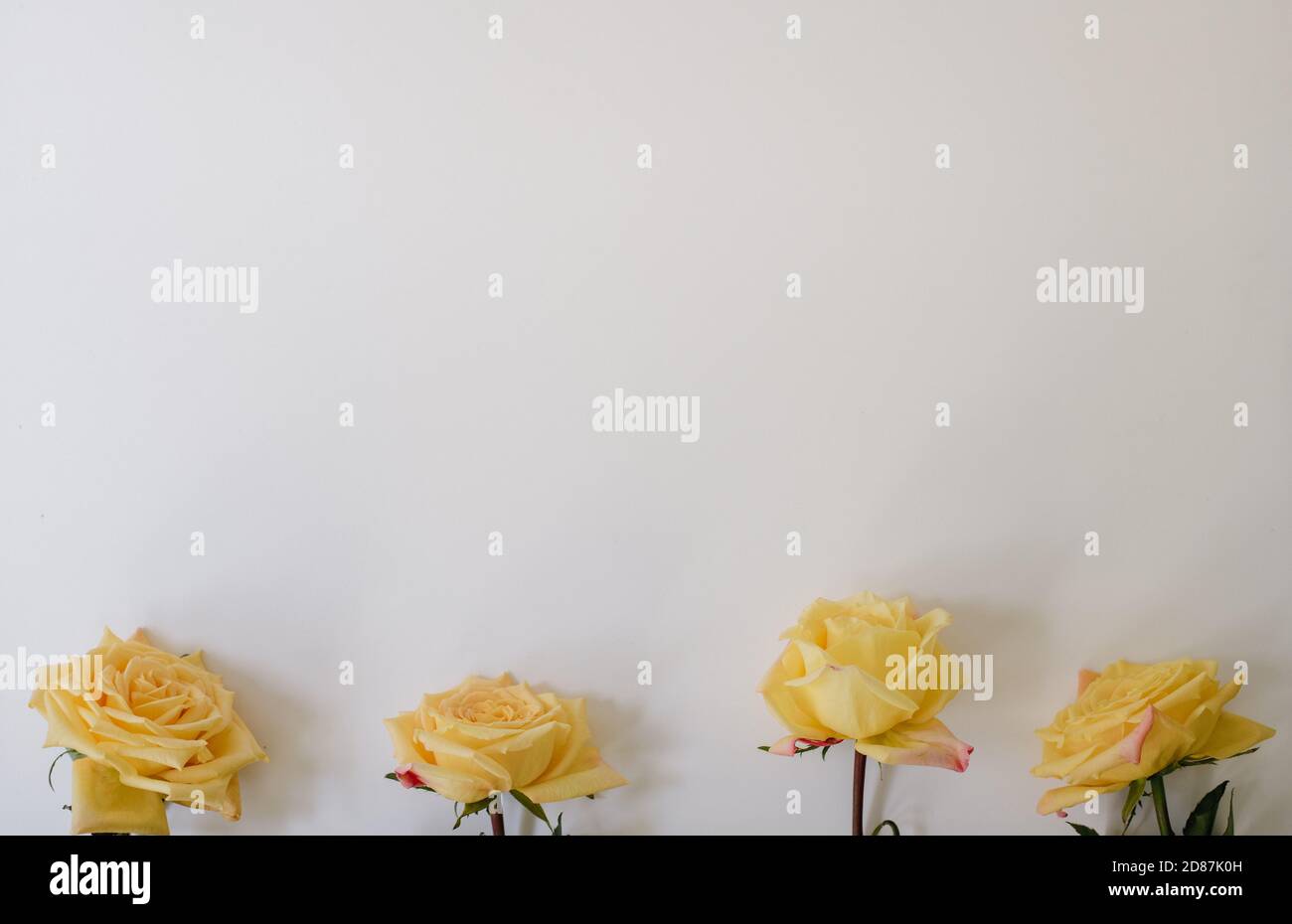 yellow roses along bottom of white background Stock Photo - Alamy
