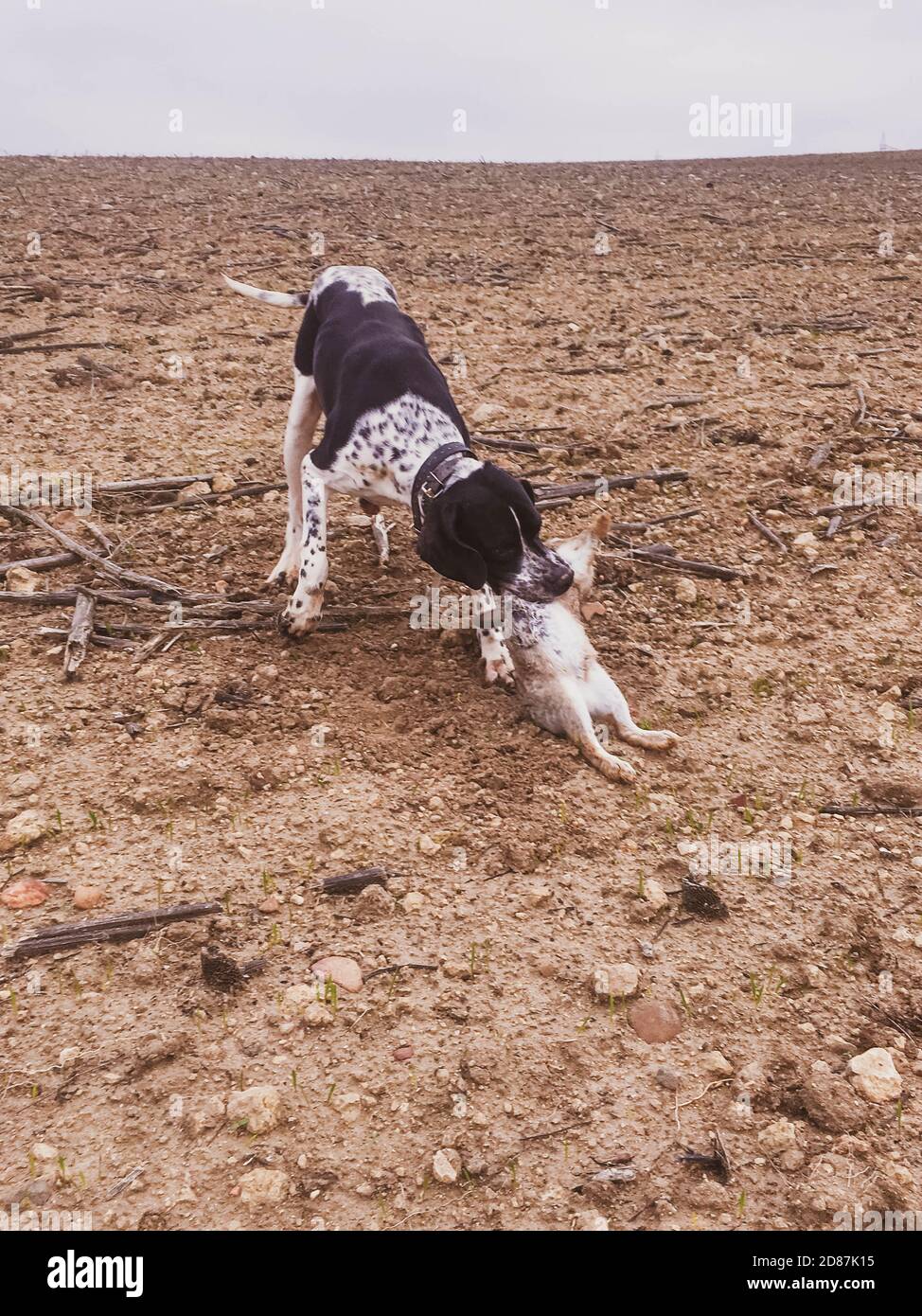 pointer hunting dog with a hare in his mouth in the field Stock Photo ...