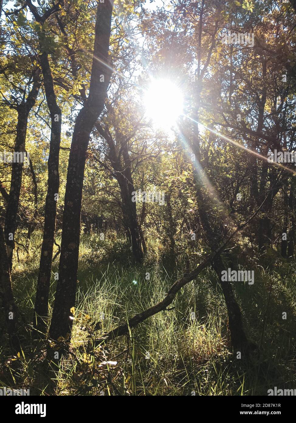 forest trees with the sun in the background Stock Photo - Alamy