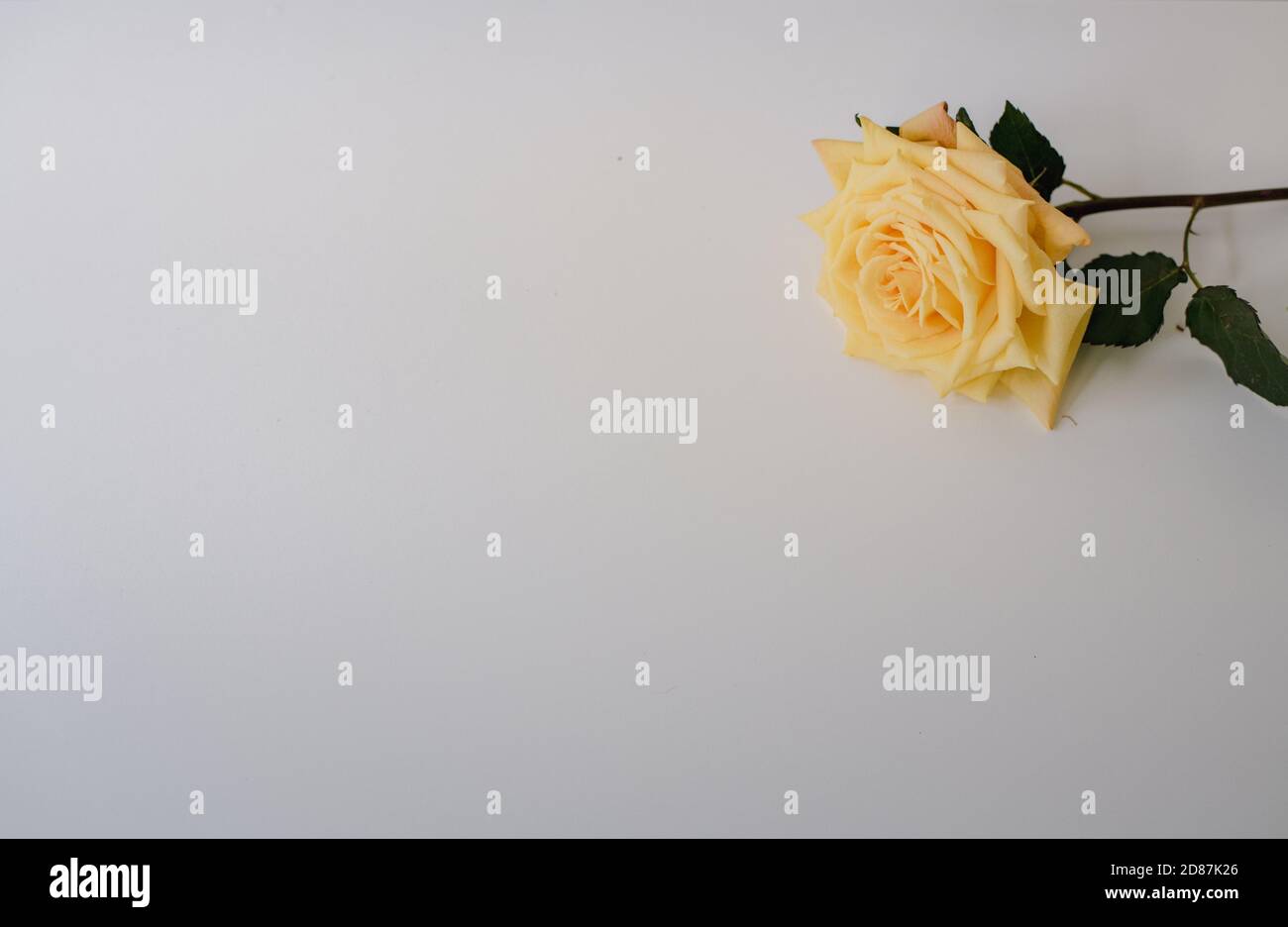 Yellow rose on plain white background Stock Photo - Alamy