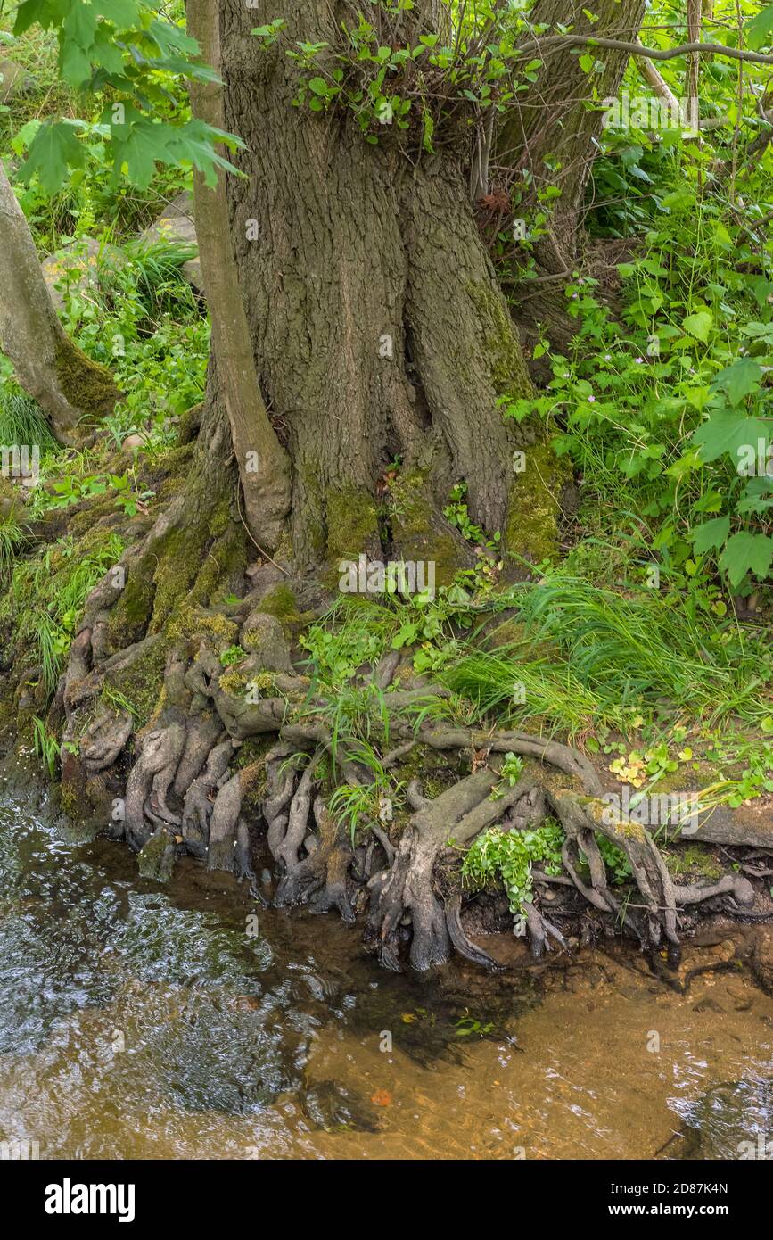 Tree routs hi-res stock photography and images - Alamy