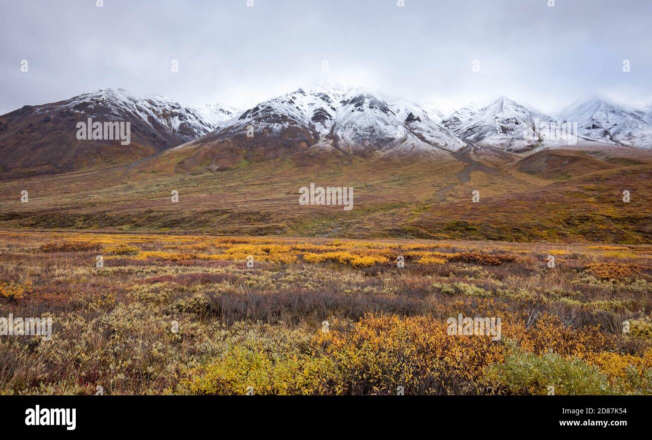 Scenic Tundra panorama view at Denali National Park Alaska in fall ...