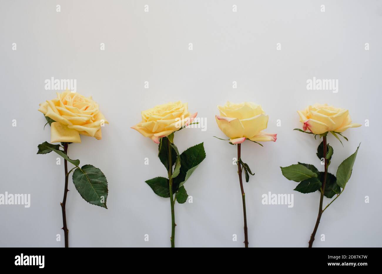 four yellow roses on plain white background Stock Photo - Alamy
