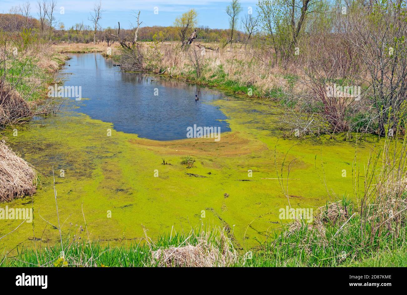Prairie Pond in the Early Spring in Moraine Hills State Park in ...