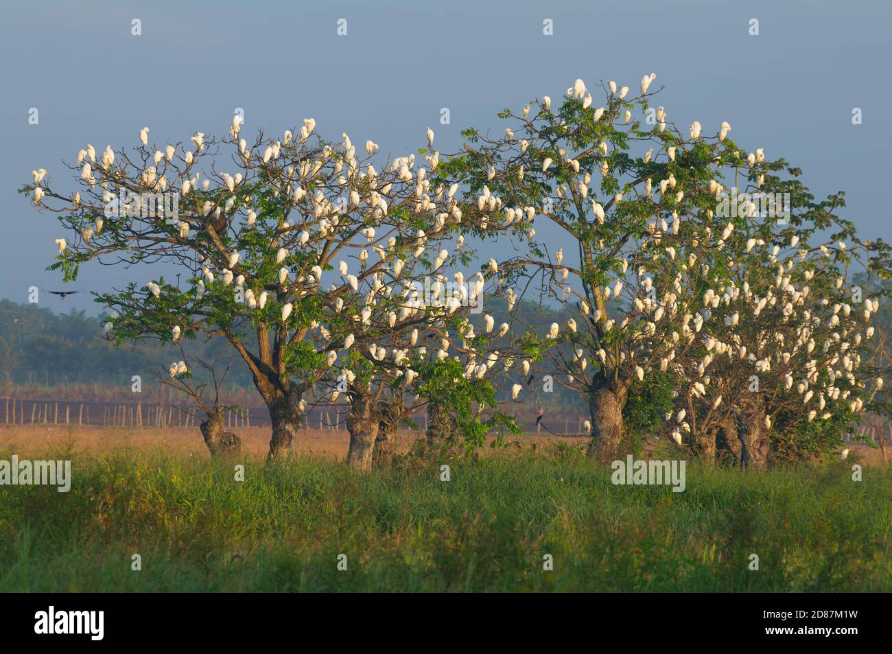 Cattle egrets on trees in early morning. Photo taken in Chiriqui in ...